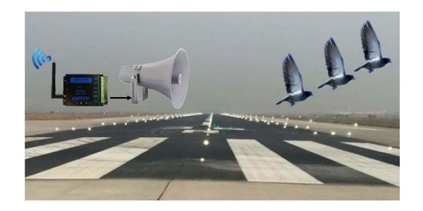 Bird Deterrent Systems - DATRAN Australia